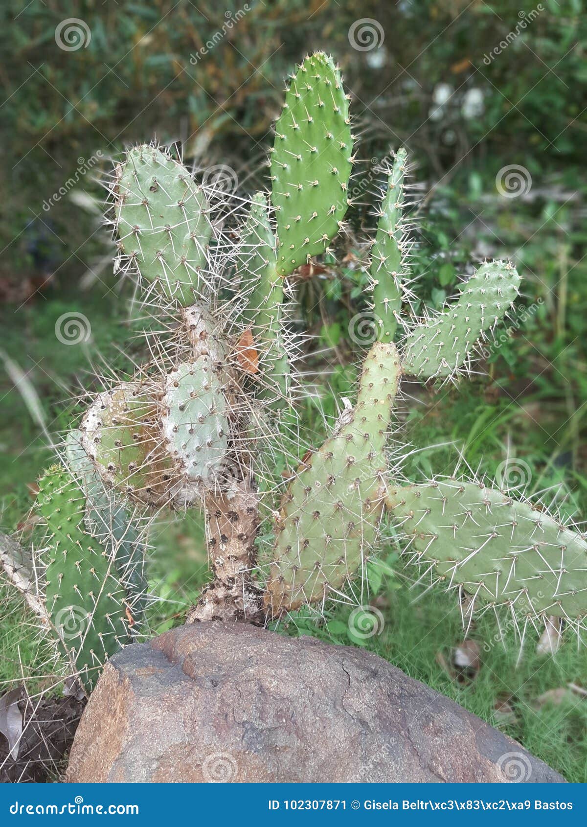 Captus capture stock image. Image of captus, green, tropical - 102307871