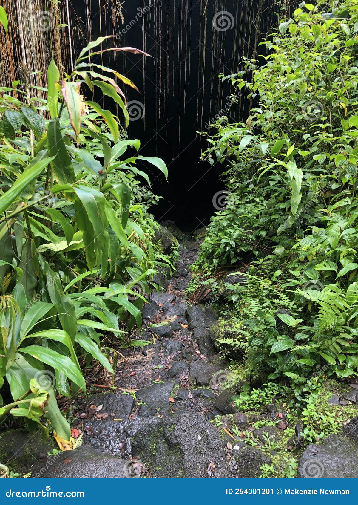 Tropical cave stock image. Image of enterance, island - 254001201