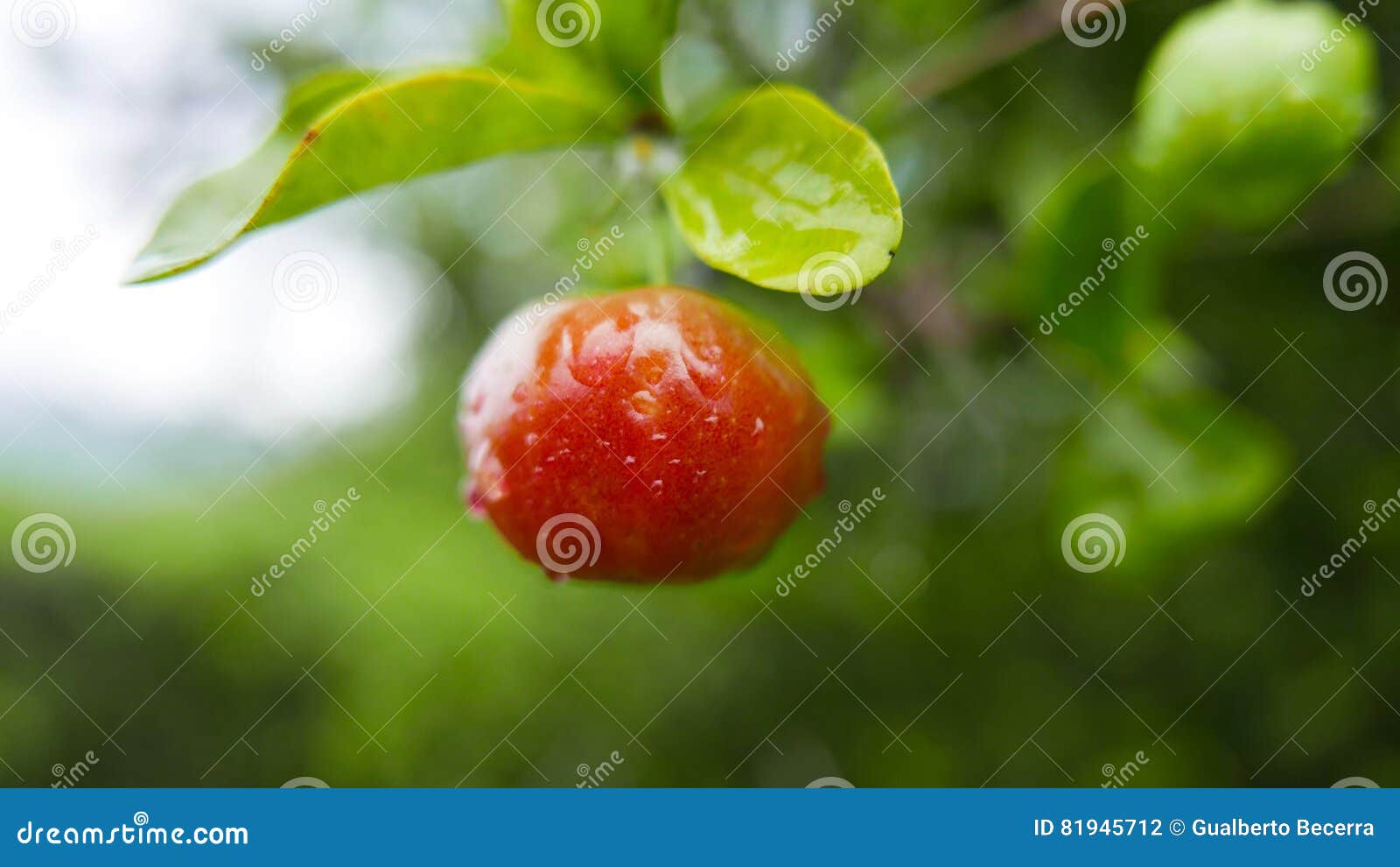 Tropical Cherry stock photo. Image of drops, light, single - 81945712