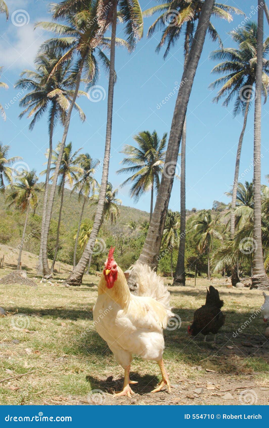 3,276 Chicken Trees Stock Photos - Free & Royalty-Free Stock Photos ...