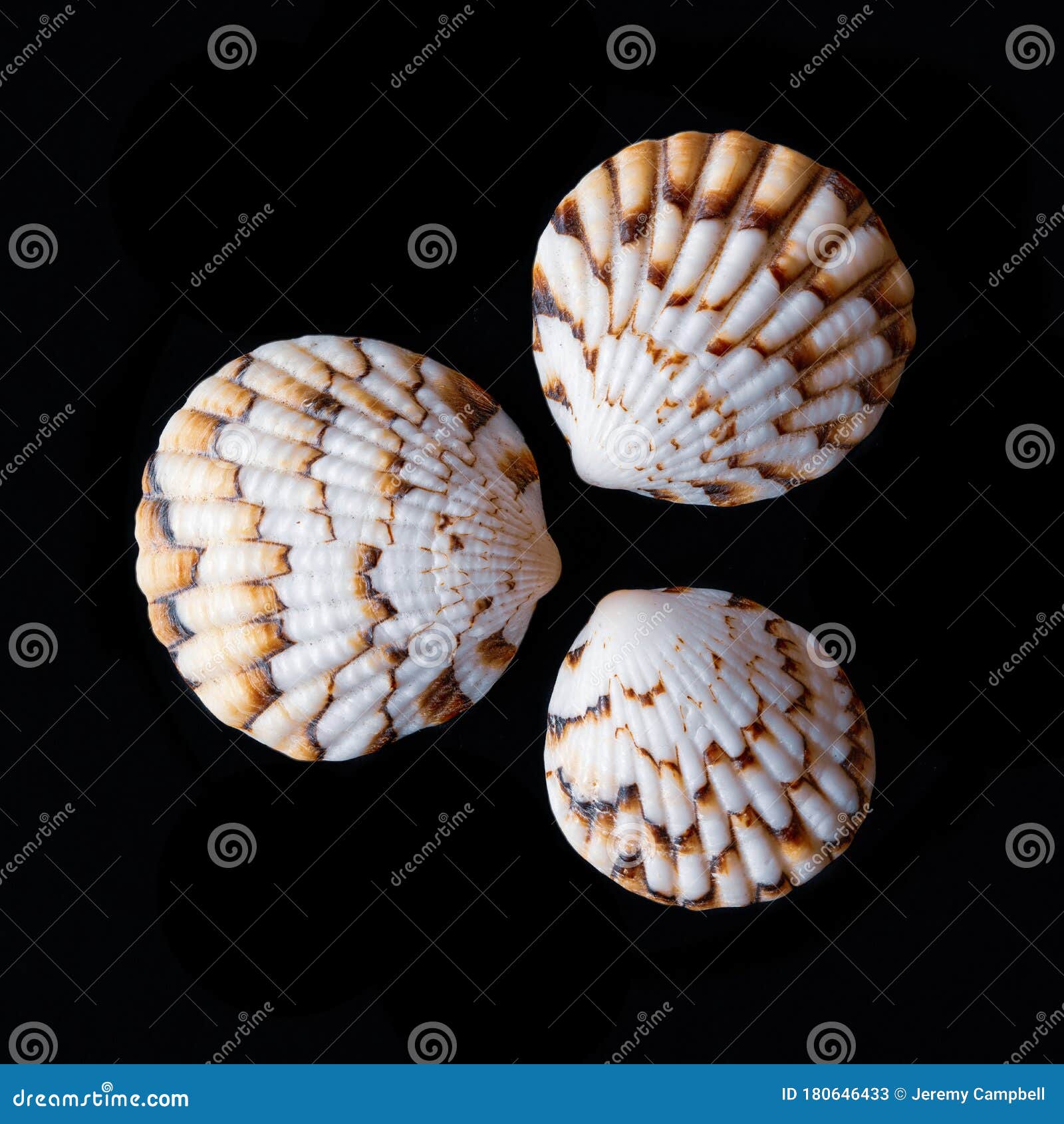 Tropical Seashells stock image. Image of mollusk, cephalopod - 180646433