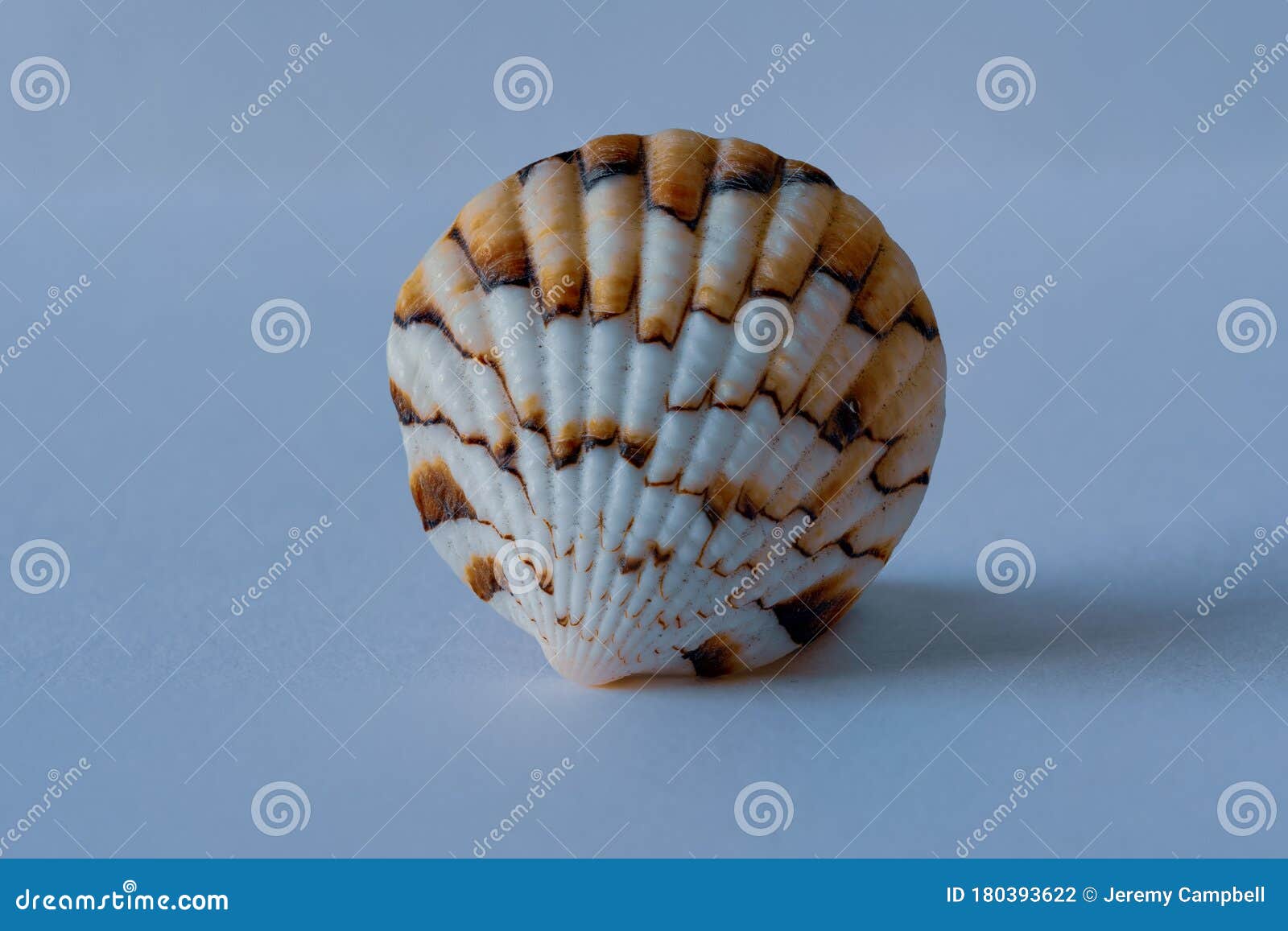 Tropical Shell stock photo. Image of pacific, panoramic - 180393622