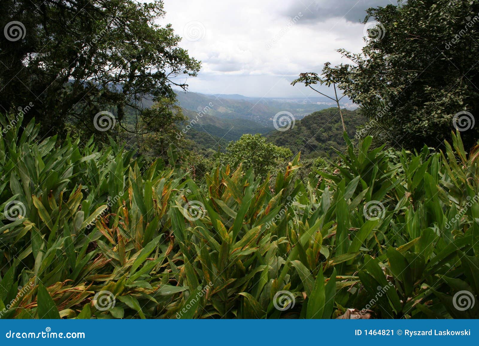 Tropical cloudforest 3 stock image. Image of national - 1464821