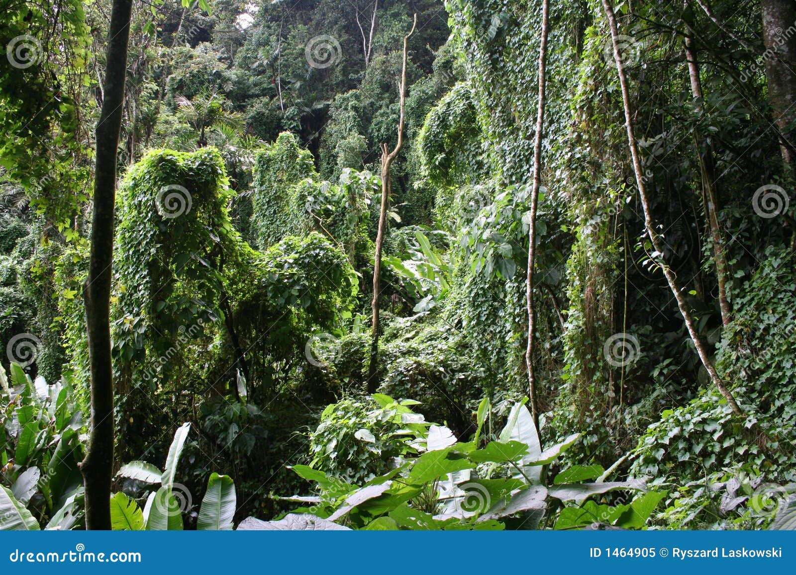 Tropical cloudforest 8 stock image. Image of landscapes - 1464905