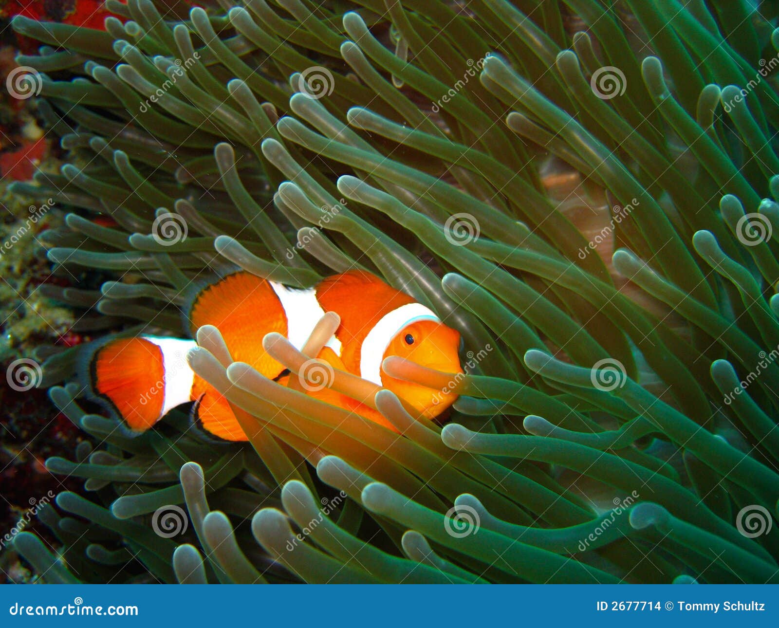 Tropical clown fish stock photo. Image of threatened, species - 2677714