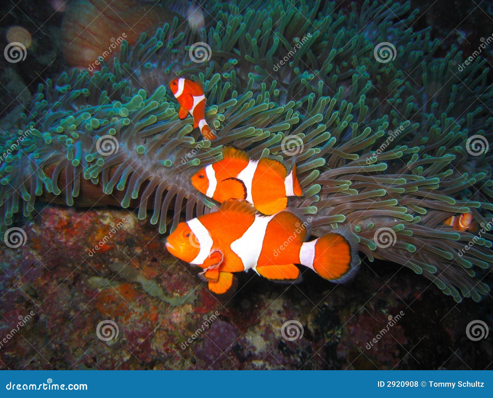 Tropical clown fish stock photo. Image of orange, endangered - 2920908