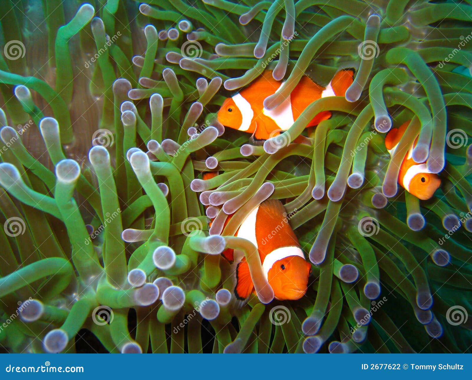 Tropical clown fish family stock photo. Image of blue - 2677622