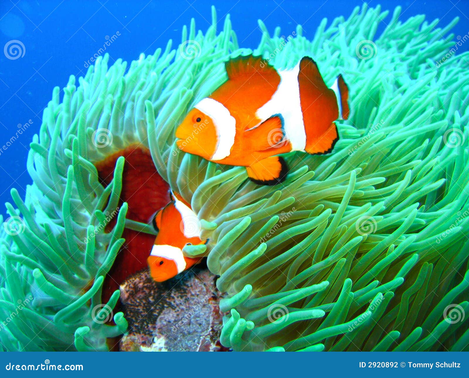 Tropical clown fish family stock photo. Image of asia - 2920892