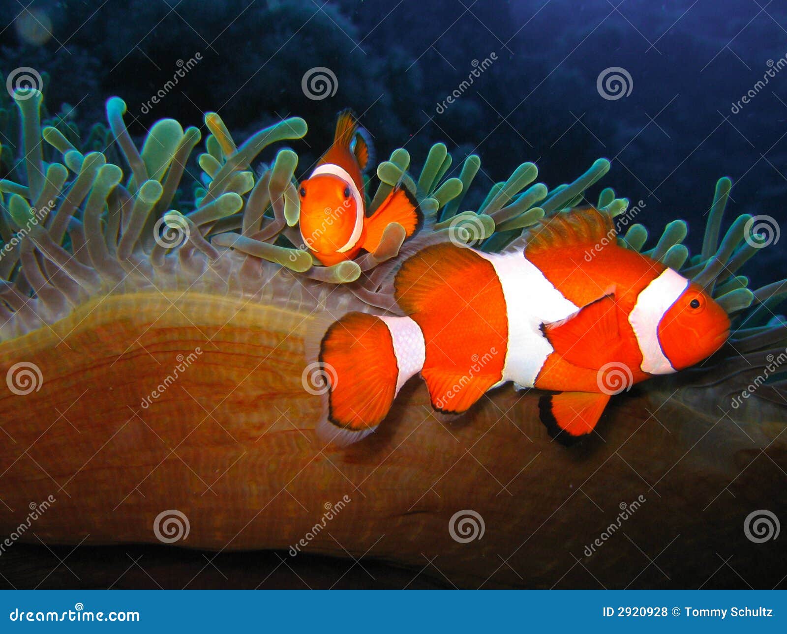 Tropical clown fish family stock photo. Image of nature - 2920928