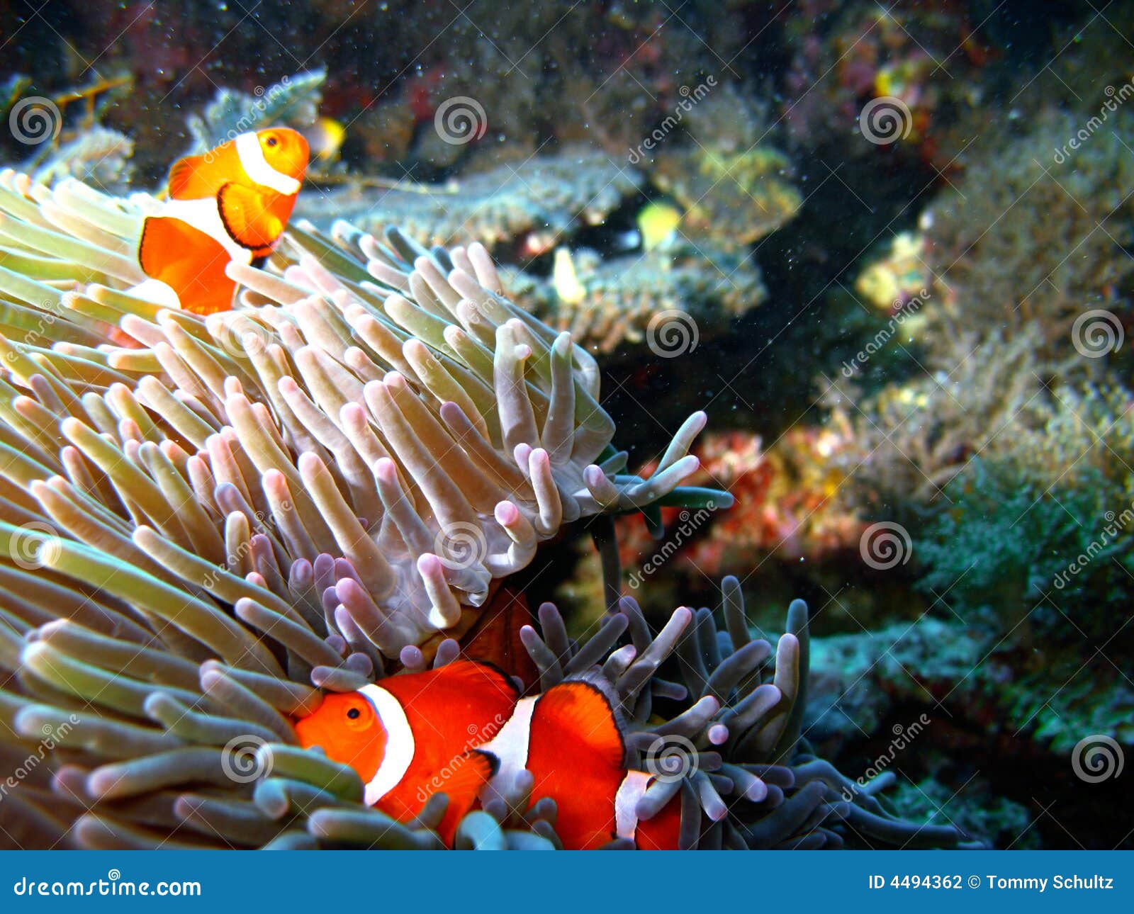 Tropical clown fish family stock photo. Image of sealife - 4494362