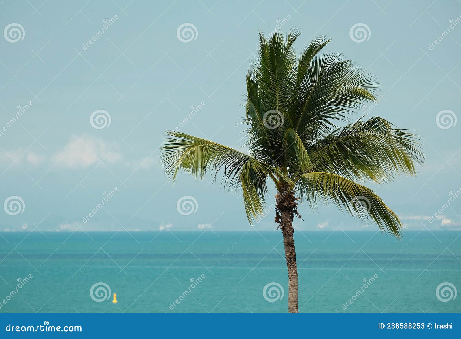 Coconat Palm On Kri Island, Homestay And Pier In Background. Raja Ampat ...