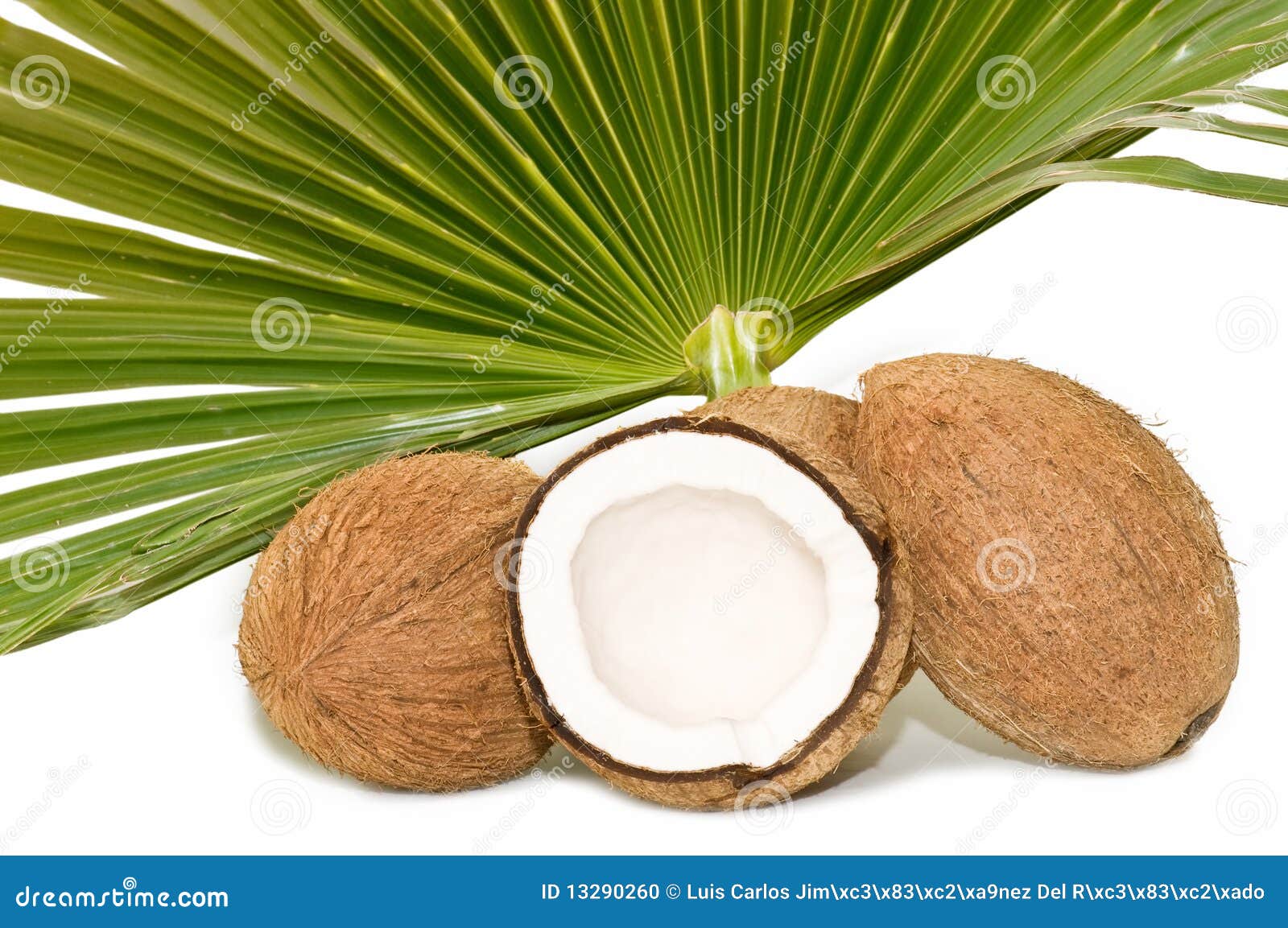 Tropical coconut stock photo. Image of chopped, fruit - 13290260