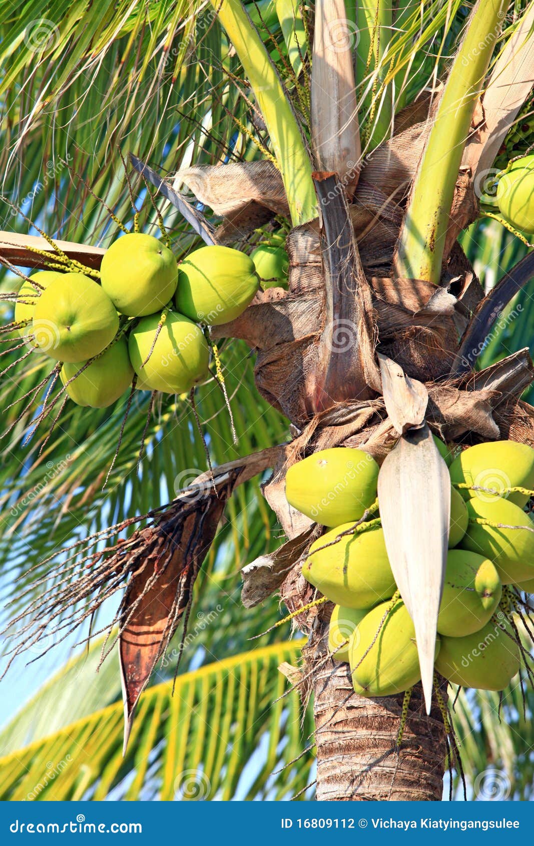 Tropical coconut stock photo. Image of close, bunch, flora - 16809112