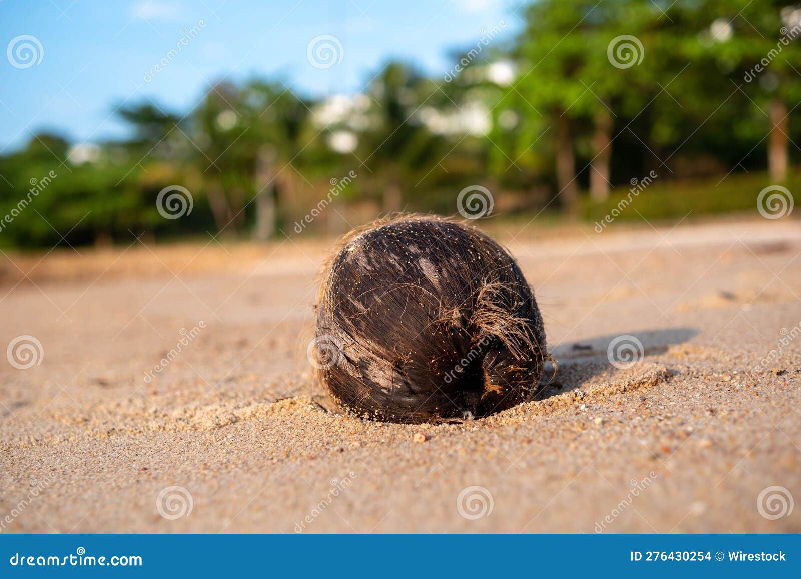 Tropical Coconut Buried in the Warm Sand of a Beach Setting Stock Photo ...