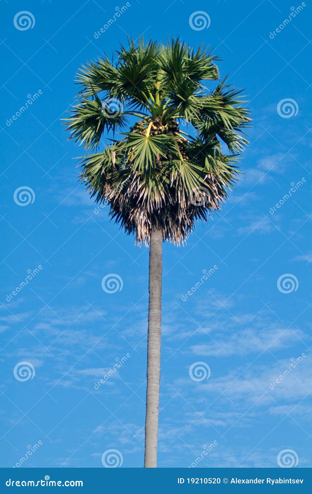 Tropical coconut palm stock illustration. Illustration of florida ...
