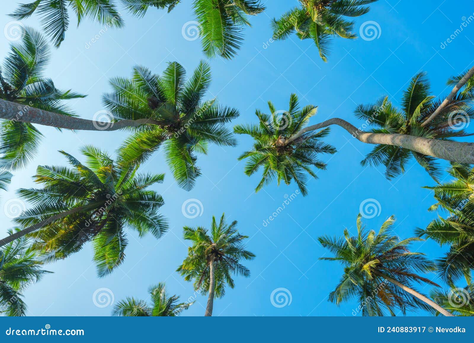 Tropical Coconut Palm Trees Lush Crowns Stock Image - Image of beach ...