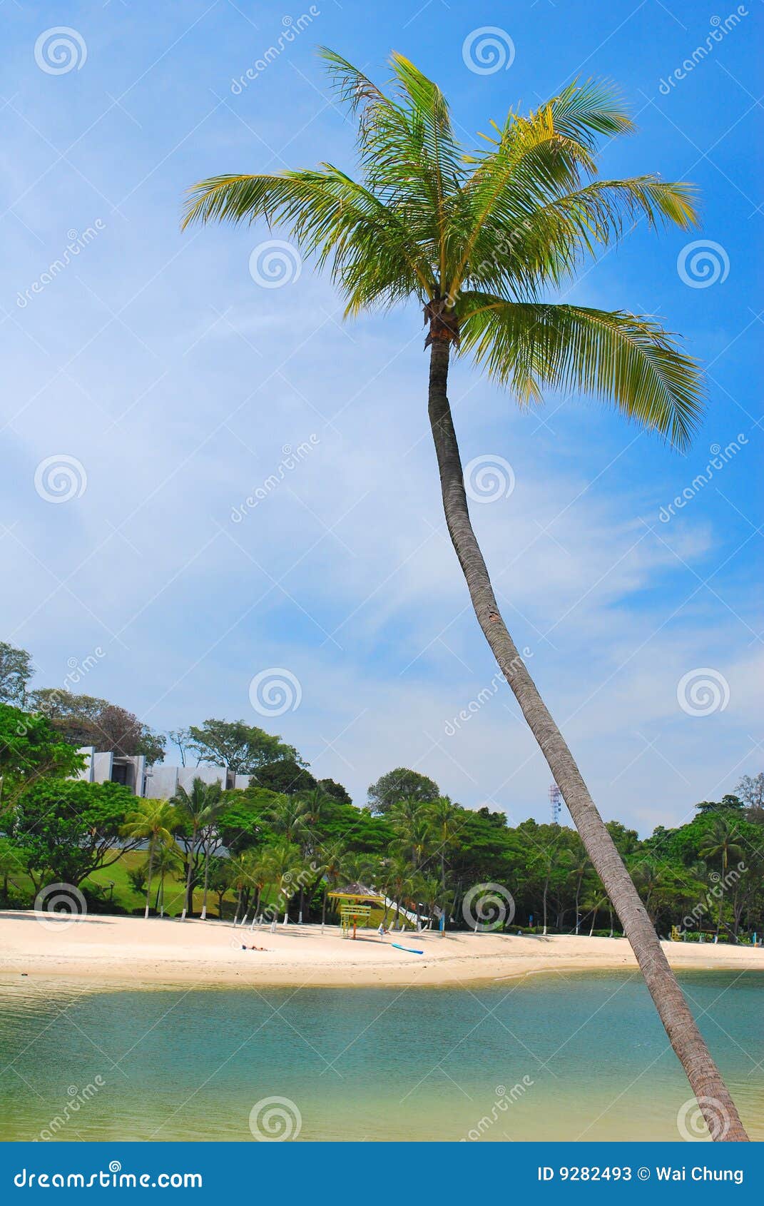Tropical Coconut Tree Along a Beach Stock Image - Image of blue, sand ...