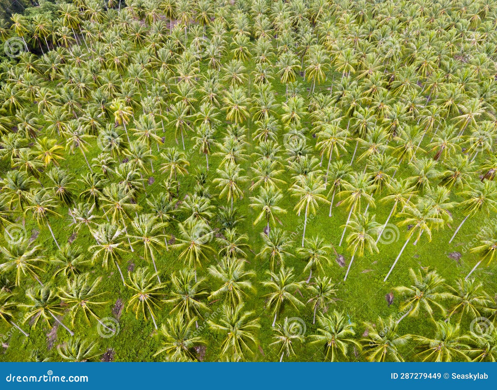 Tropical Coconut Tree Plantation in Thailand. Stock Image - Image of ...