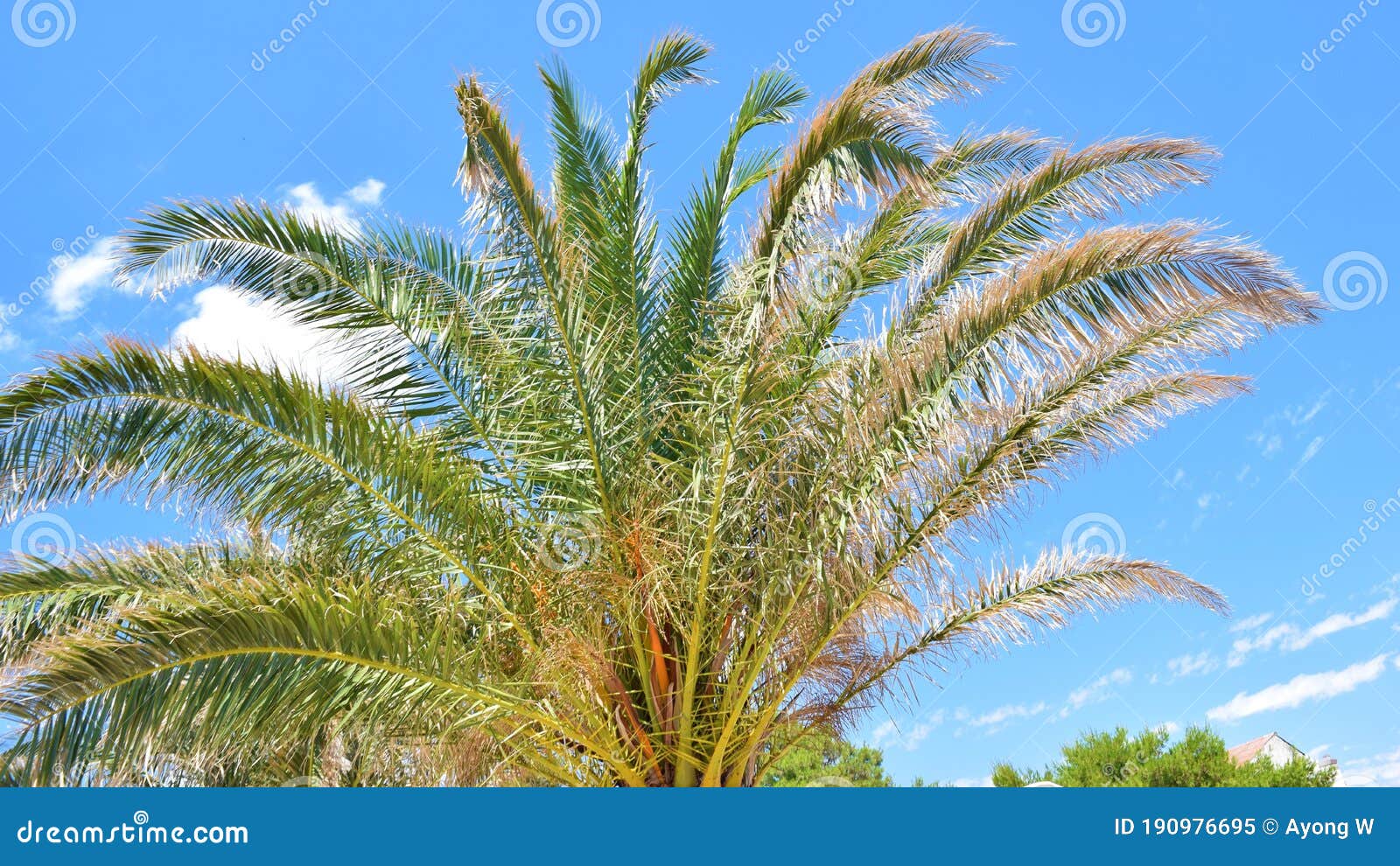 Tropical Coconut Tree in the Summer Sun Stock Image - Image of green ...