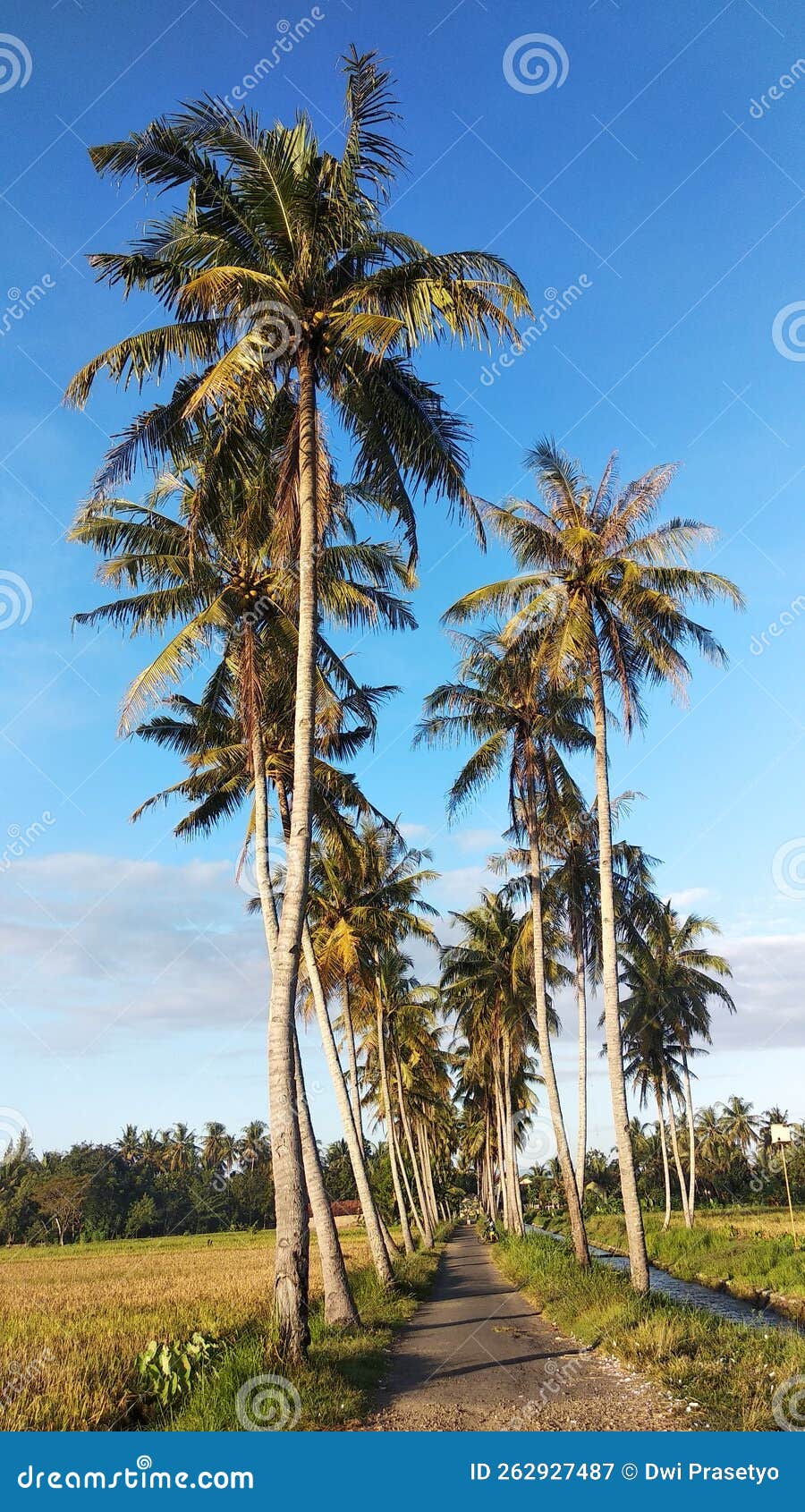 Tropical coconut tree stock image. Image of plant, flower - 262927487