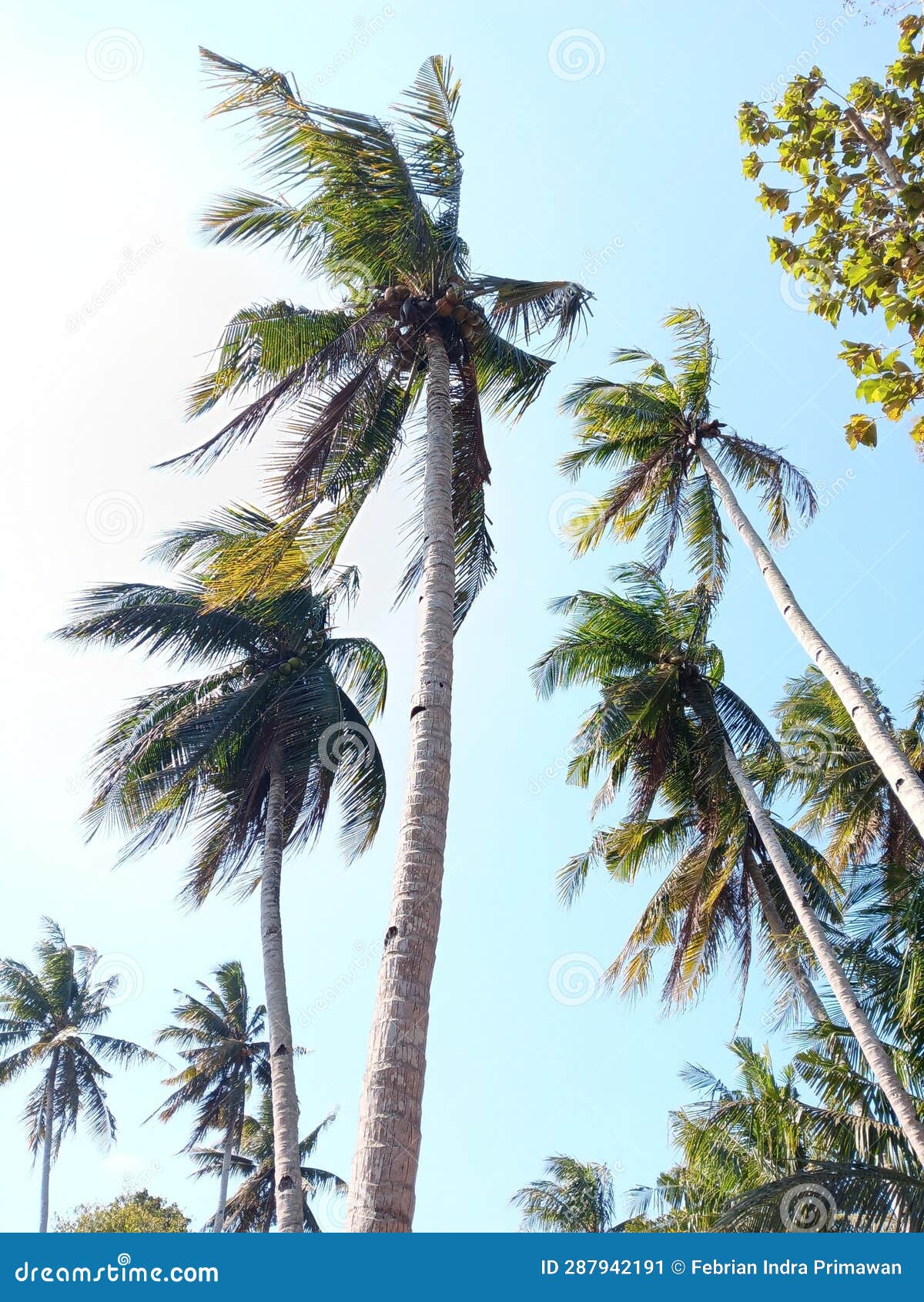 Tropical Coconut Trees Blowing in Strong Wind Stock Image - Image of ...
