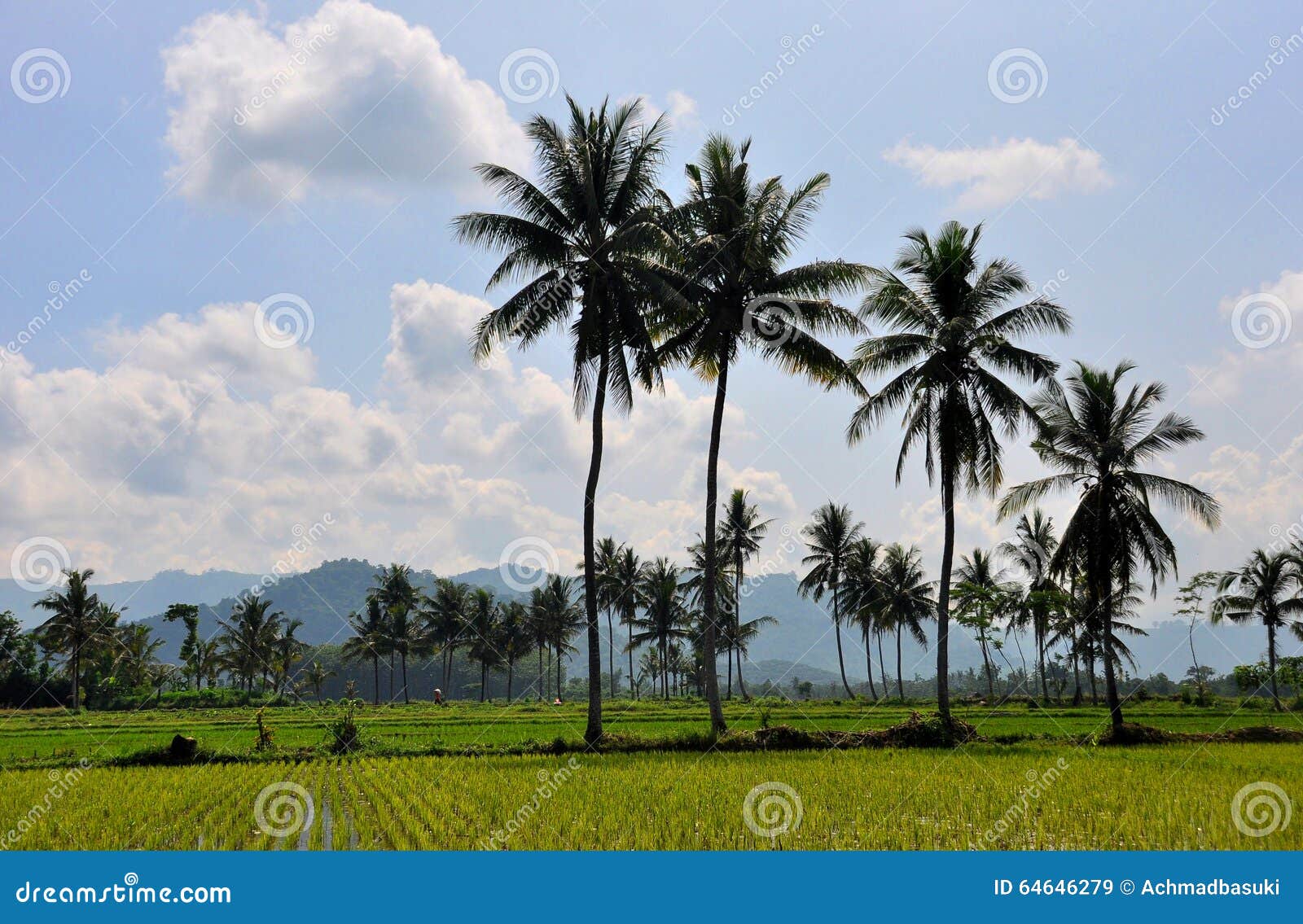 Tropical Coconut Trees stock image. Image of tropic, coconut - 64646279