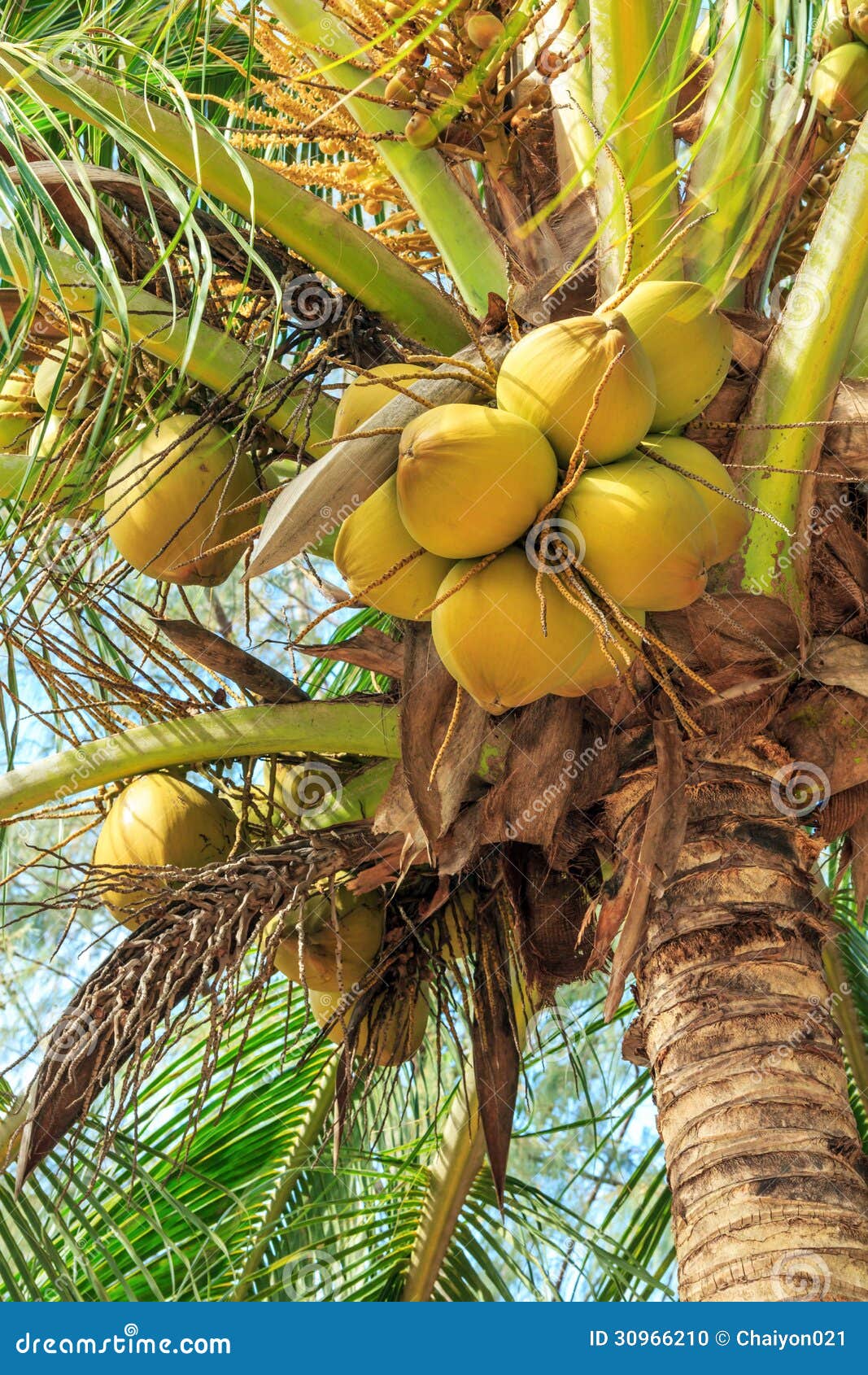Tropical coconuts stock photo. Image of healthy, nature - 30966210