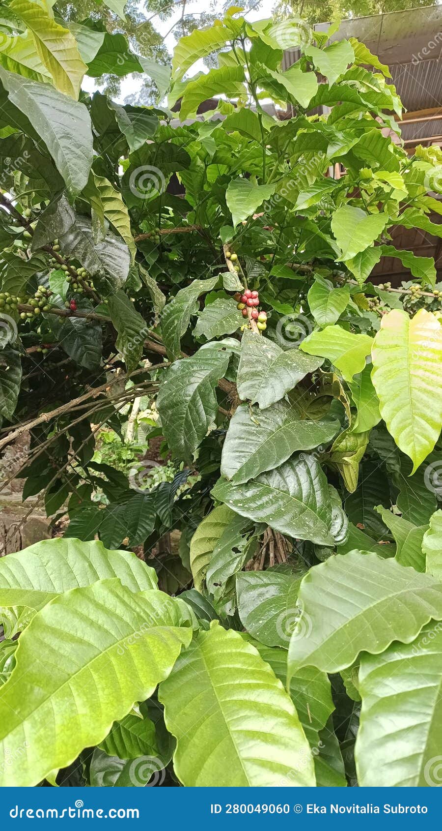 Tropical Coffee Tree with Red and Green Coffee Fruits Stock Photo ...