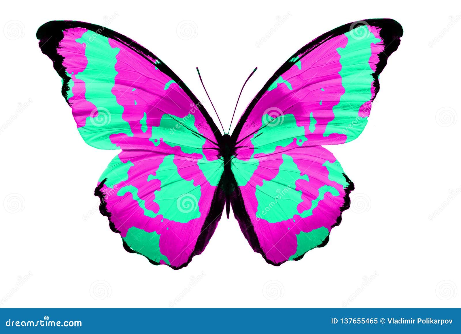 Tropical Colorful Butterfly Isolated on White Background Stock Image ...