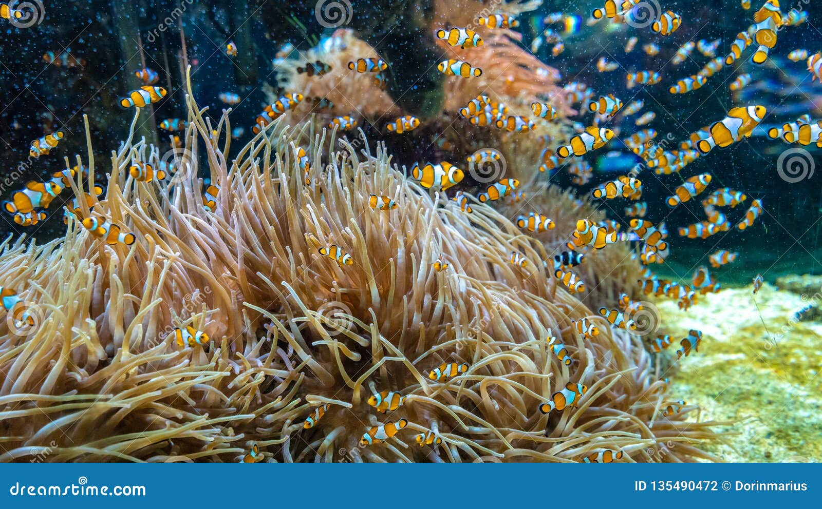 Tropical Colour Fish and Coral Reef Stock Photo - Image of marine ...