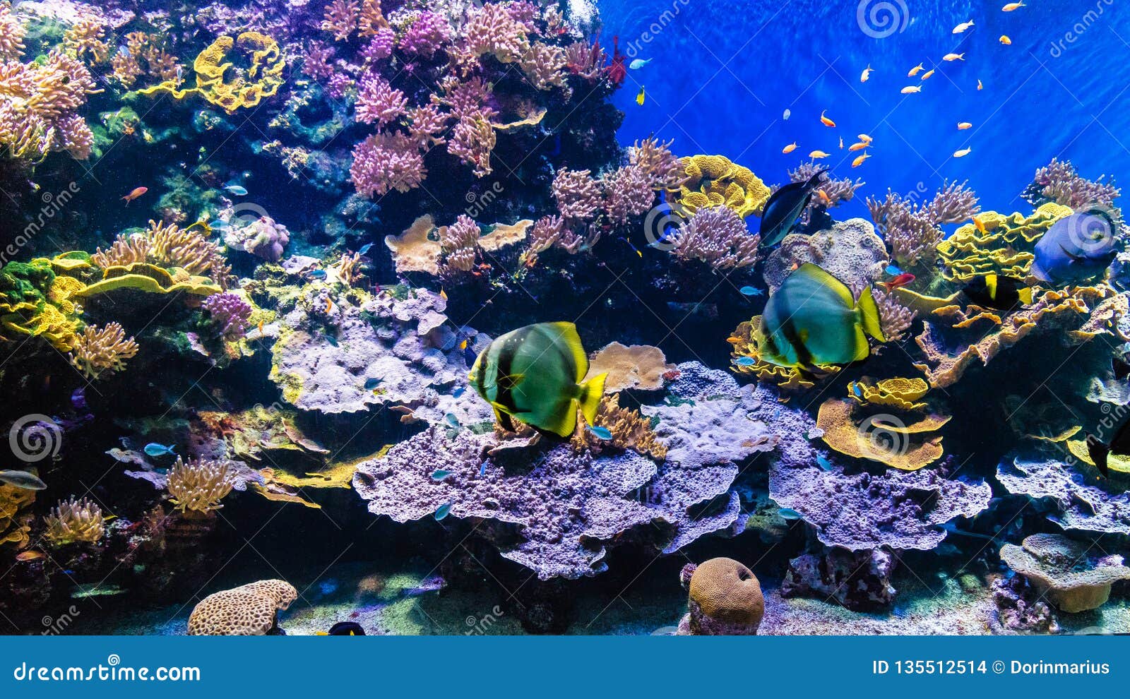 Tropical Colour Fish and Coral Reef Stock Photo - Image of caribbean ...