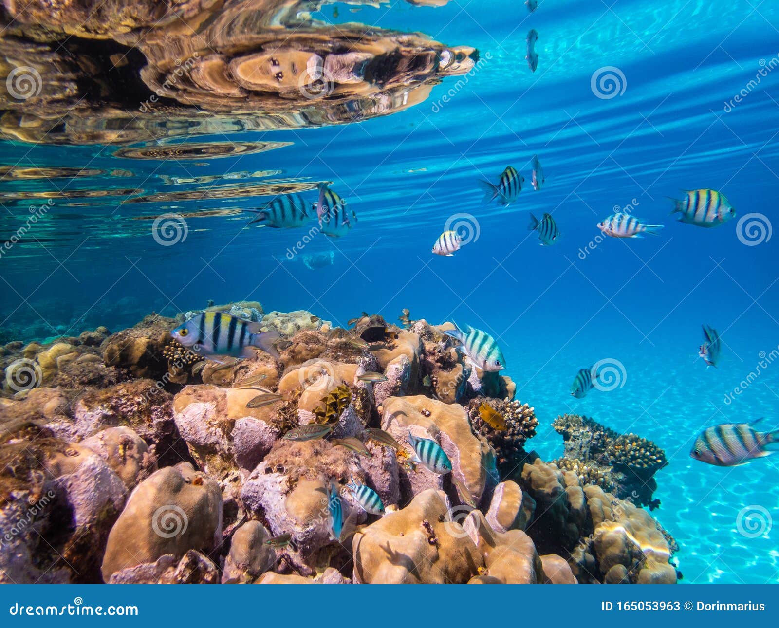 Tropical Colour Fish and Coral Reef Stock Image - Image of hurghada ...