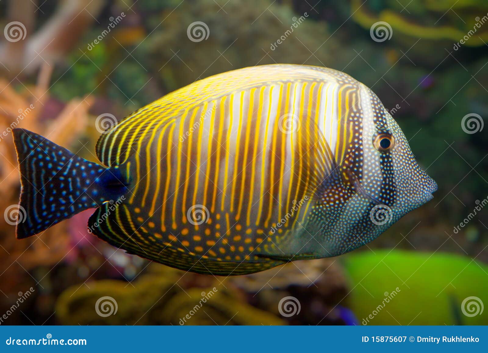 Cub Tropical Coral Fish Red Blotched Wrasse, Coris Aygula. Juvenile Has ...
