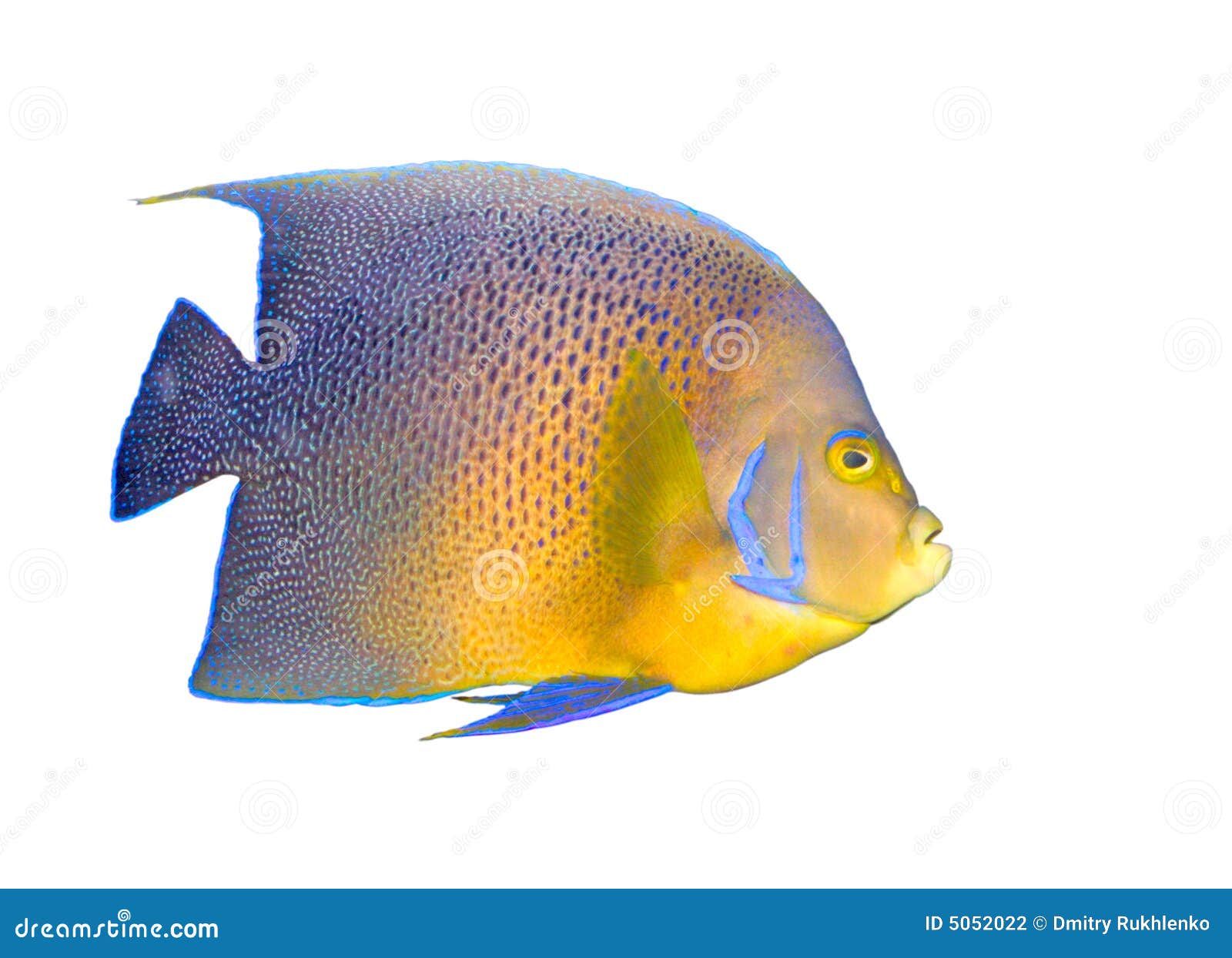 Tropical Coral Fish Angelfish Isolated Stock Photo - Image of angelfish ...