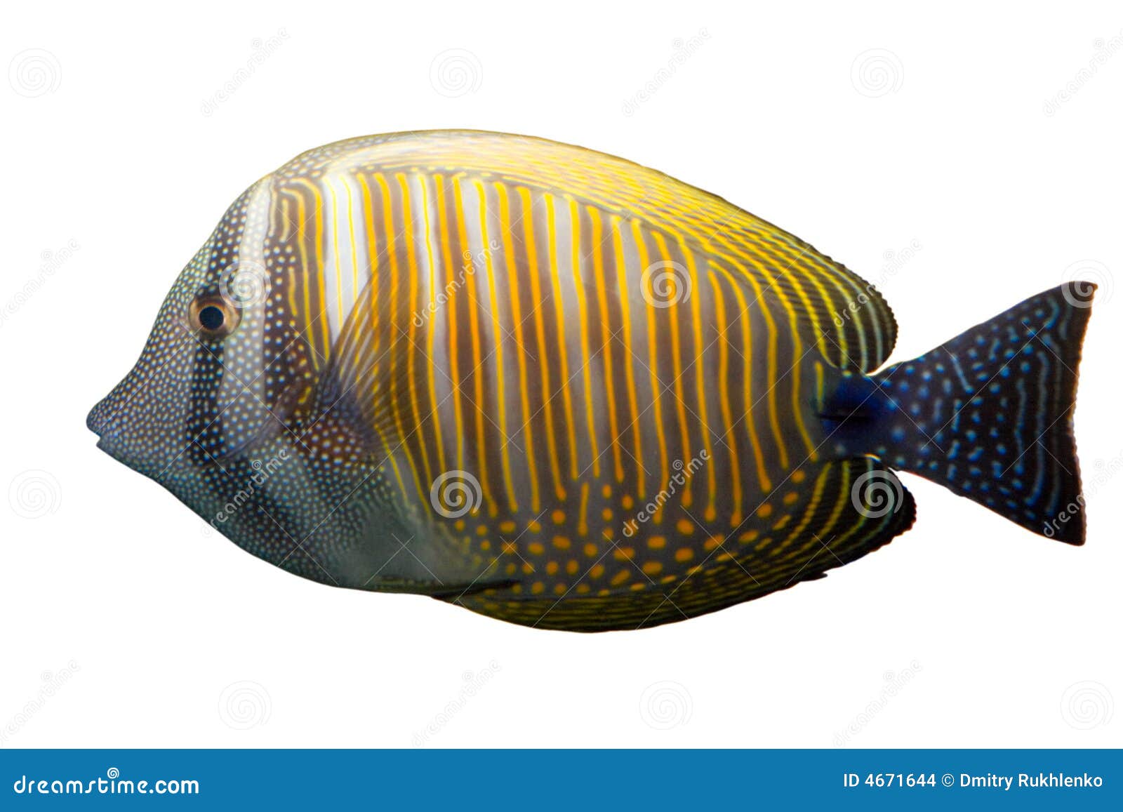 Tropical Coral Fish Isolated Stock Photo - Image of reef, life: 4671644