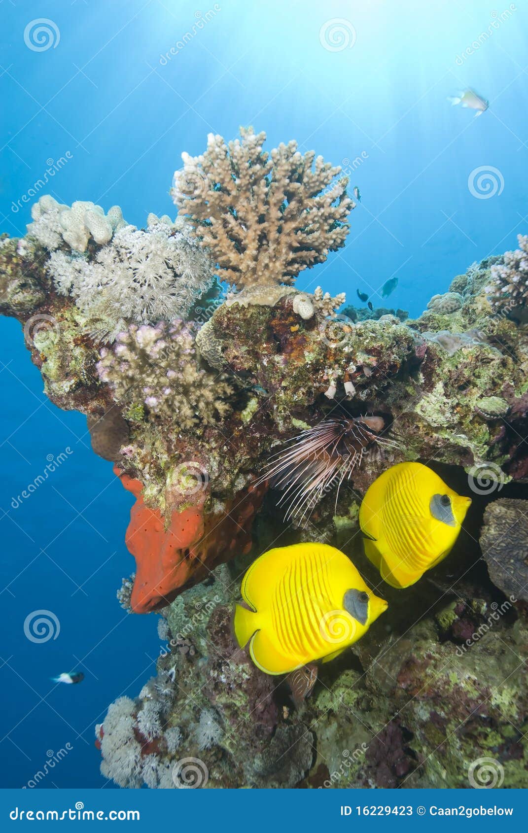 Tropical coral reef fish. stock image. Image of scenic - 16229423