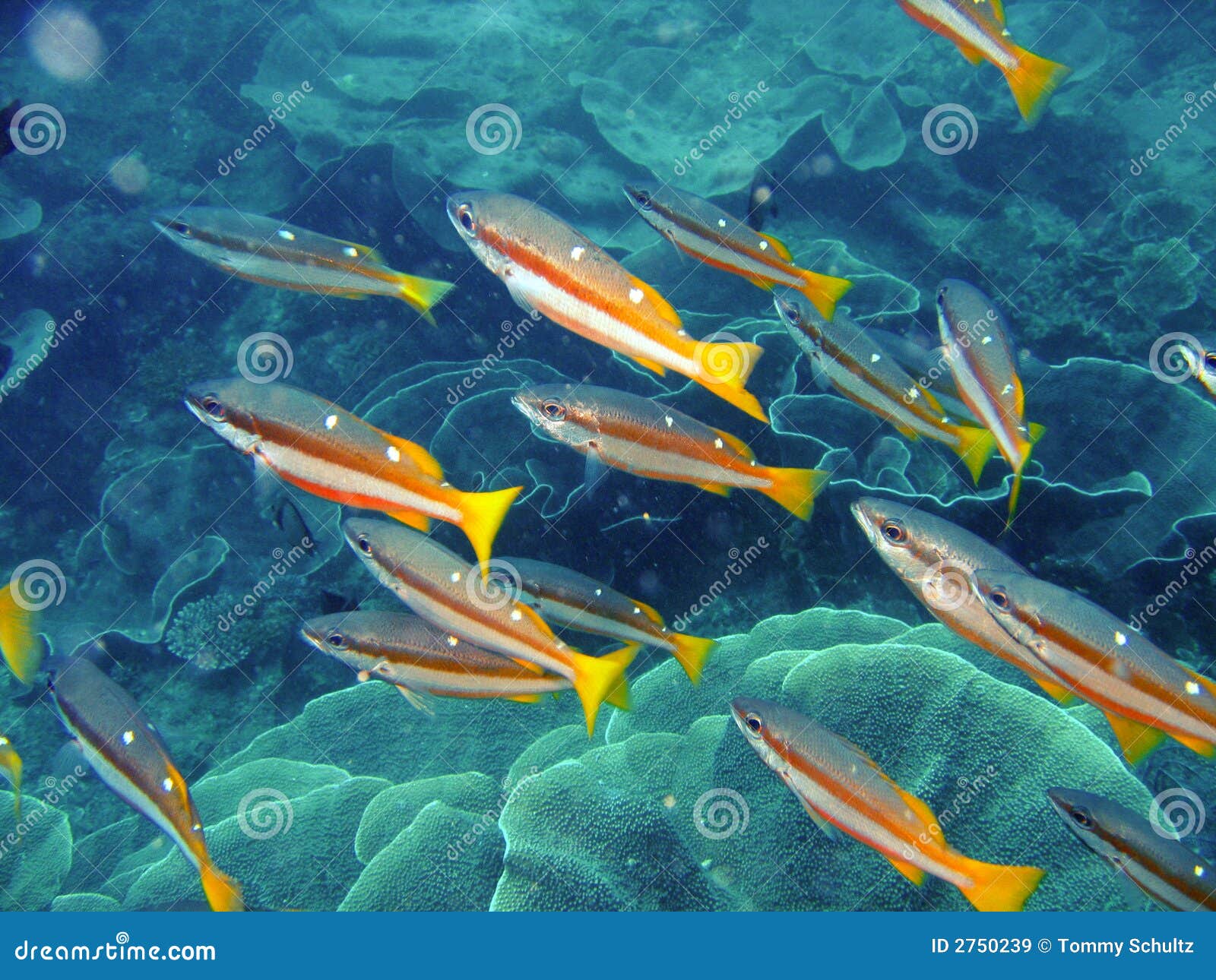 Tropical Coral Reef Fish Royalty Free Stock Images - Image: 2750239