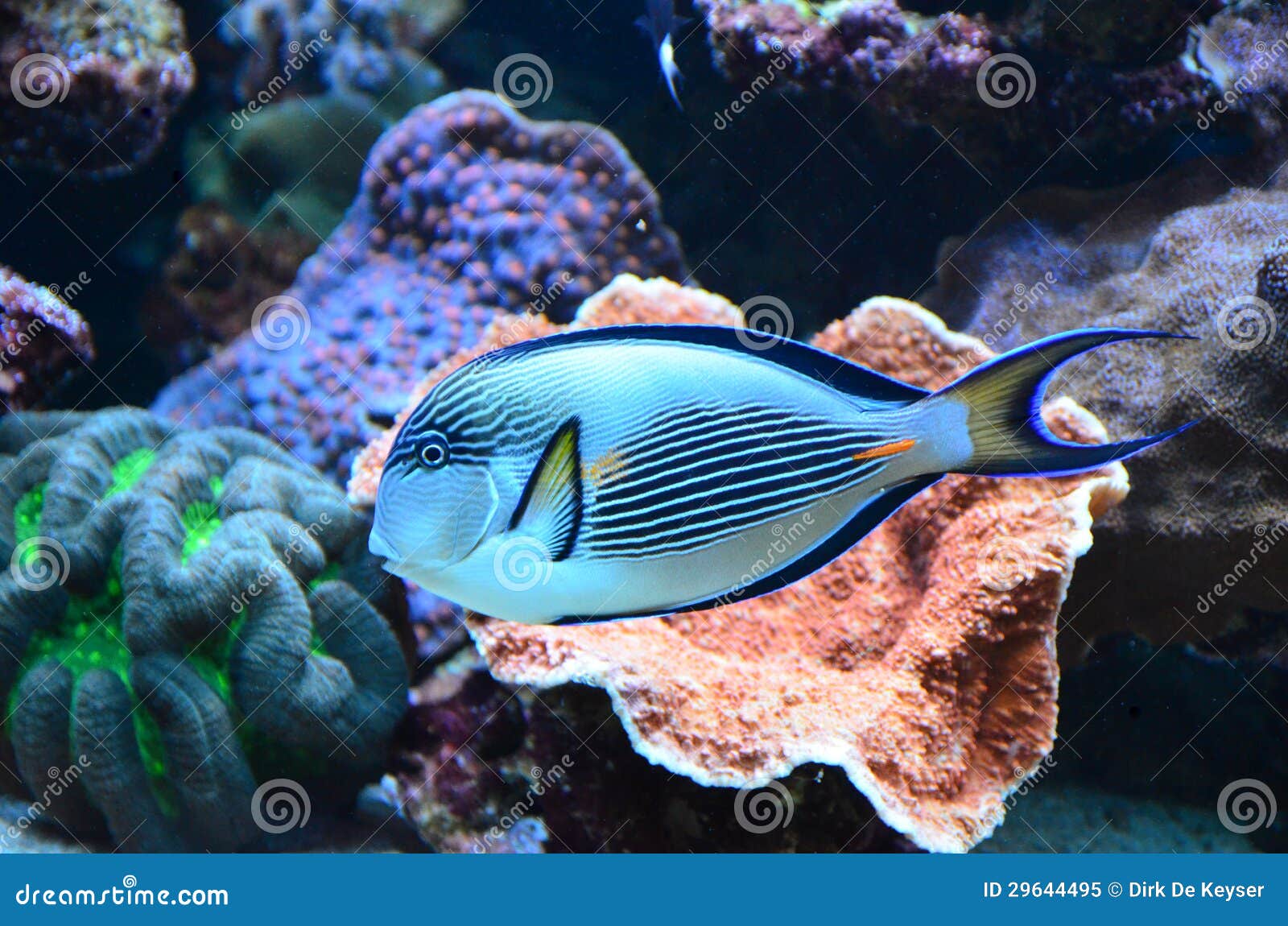 Tropical Coral Reef Fish Royalty Free Stock Photo - Image: 29644495