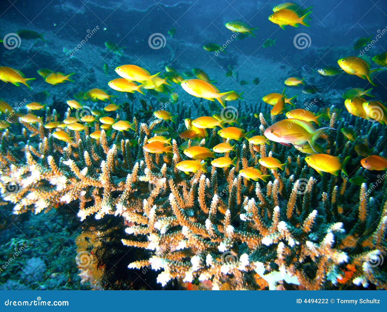 Tropical coral reef fish stock photo. Image of exotic - 4494222