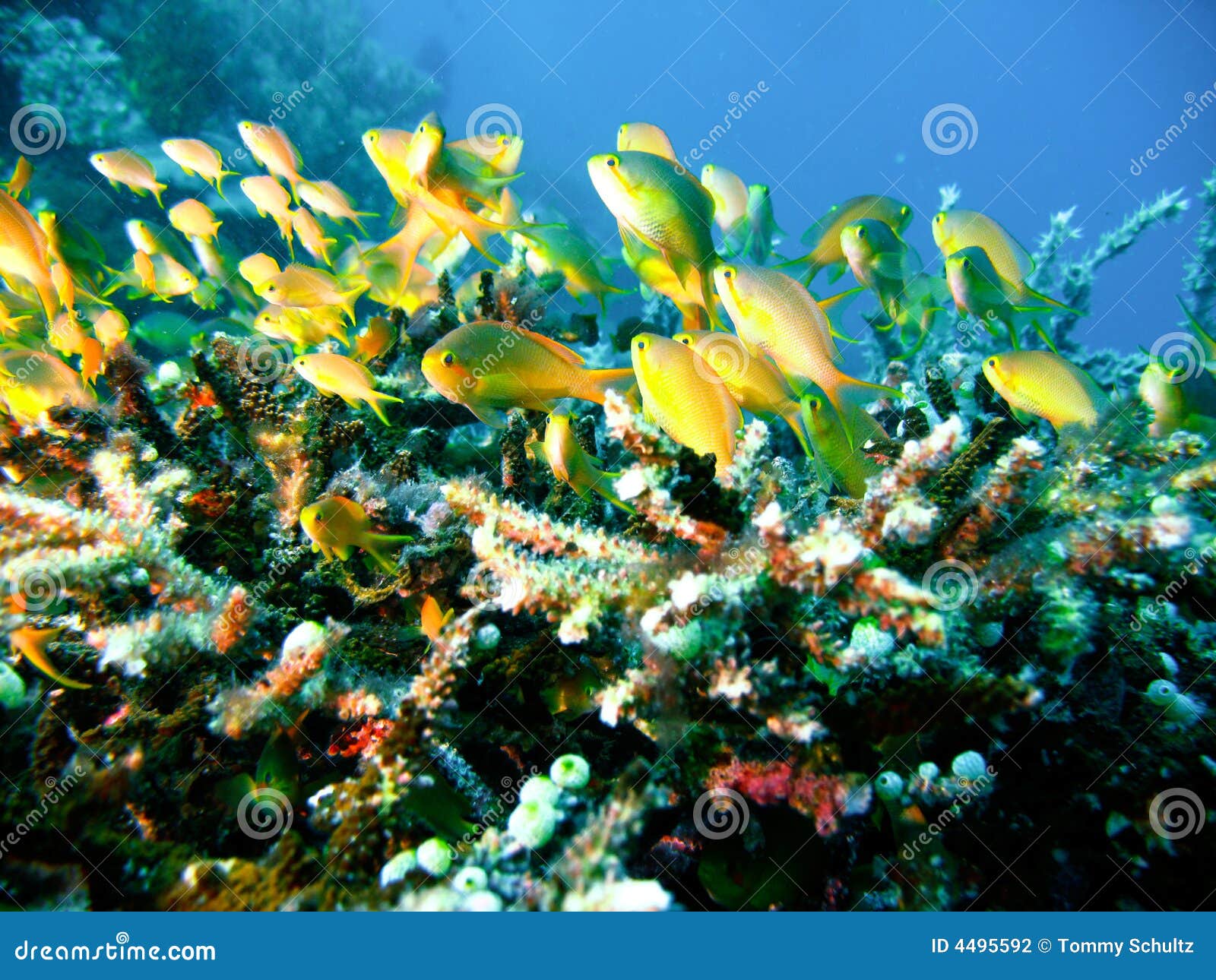 Tropical coral reef fish stock photo. Image of coral, crevice - 4495592