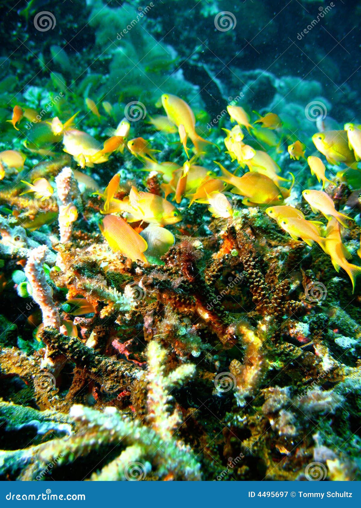 Tropical Coral Reef Fish Royalty Free Stock Photography - Image: 4495697