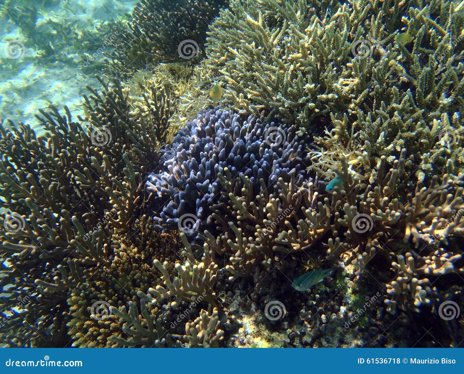 Tropical Coral Reef with Fish in Bali Stock Photo - Image of ...