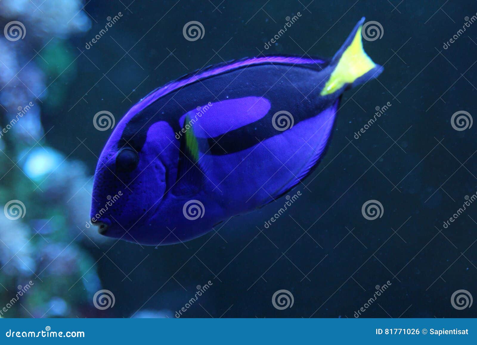 Tropical coral reef fish stock photo. Image of fishes - 81771026
