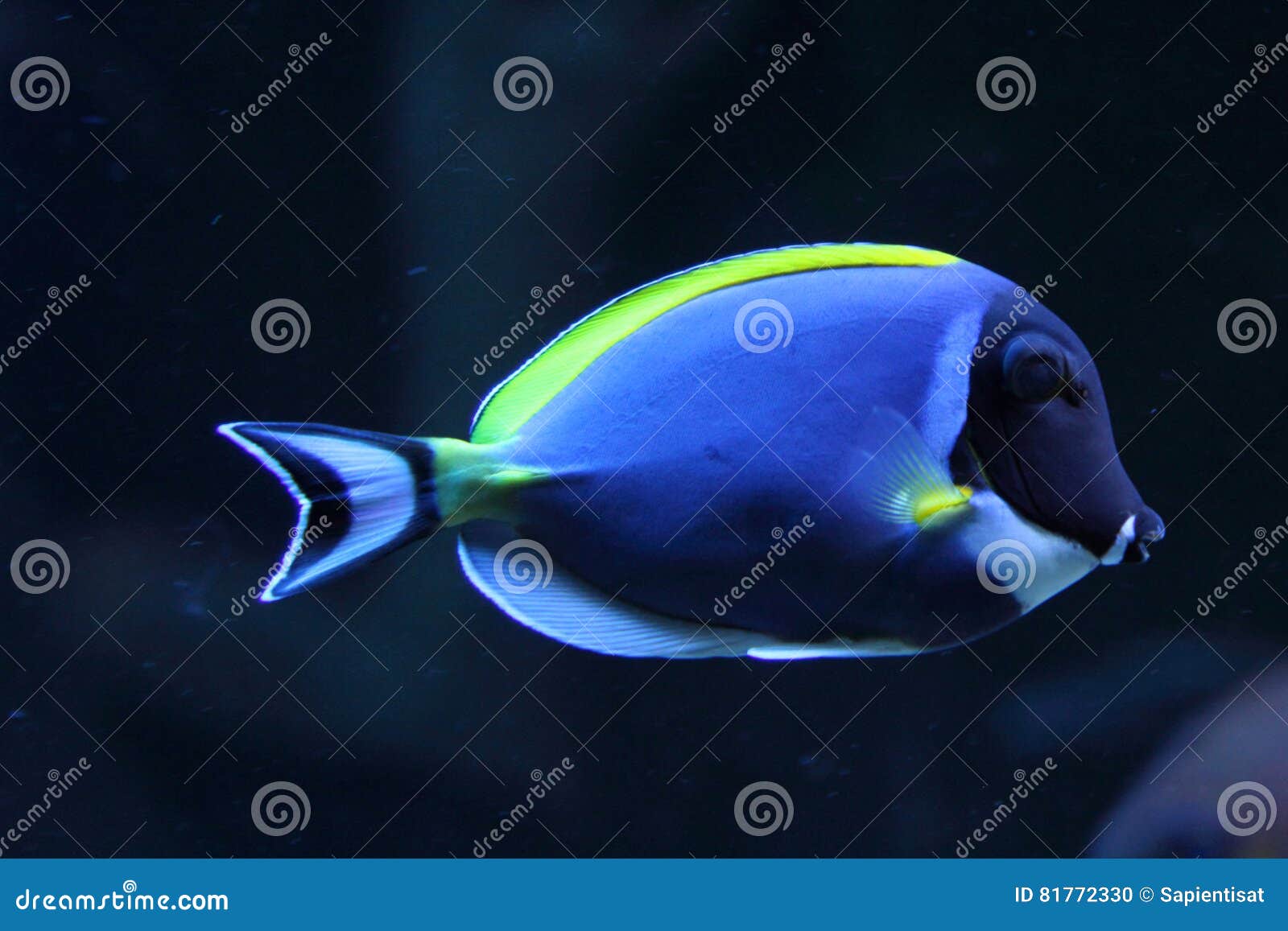 Tropical coral reef fish stock photo. Image of fishes - 81772330