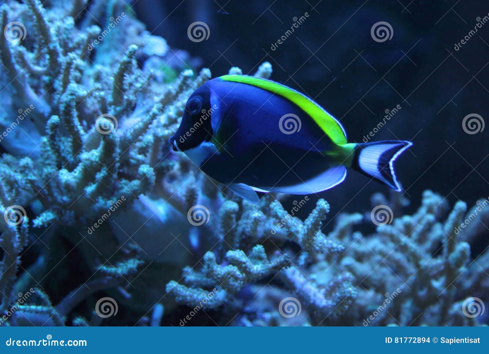 Tropical coral reef fish stock photo. Image of colored - 81772894
