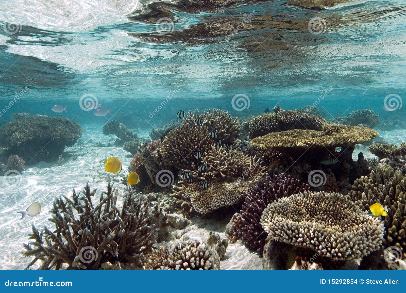 Tropical Coral Reef - the Maldives Stock Photo - Image of underwater ...