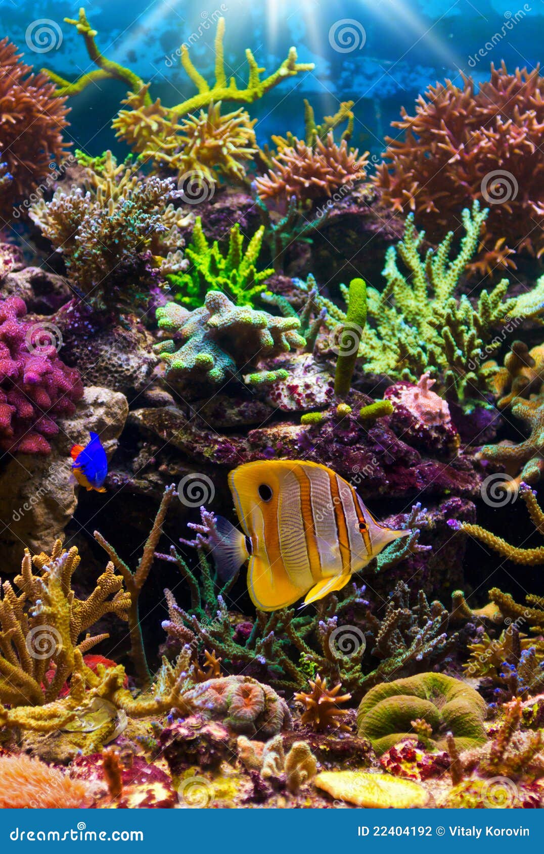 Tropical coral reef scene stock photo. Image of water - 22404192