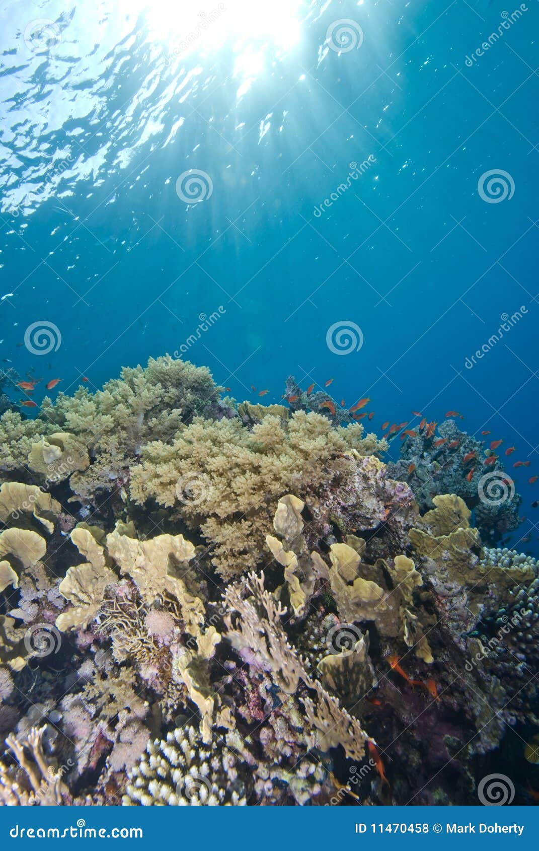 Tropical Coral Reef in Shallow Water. Stock Photo - Image of marine ...
