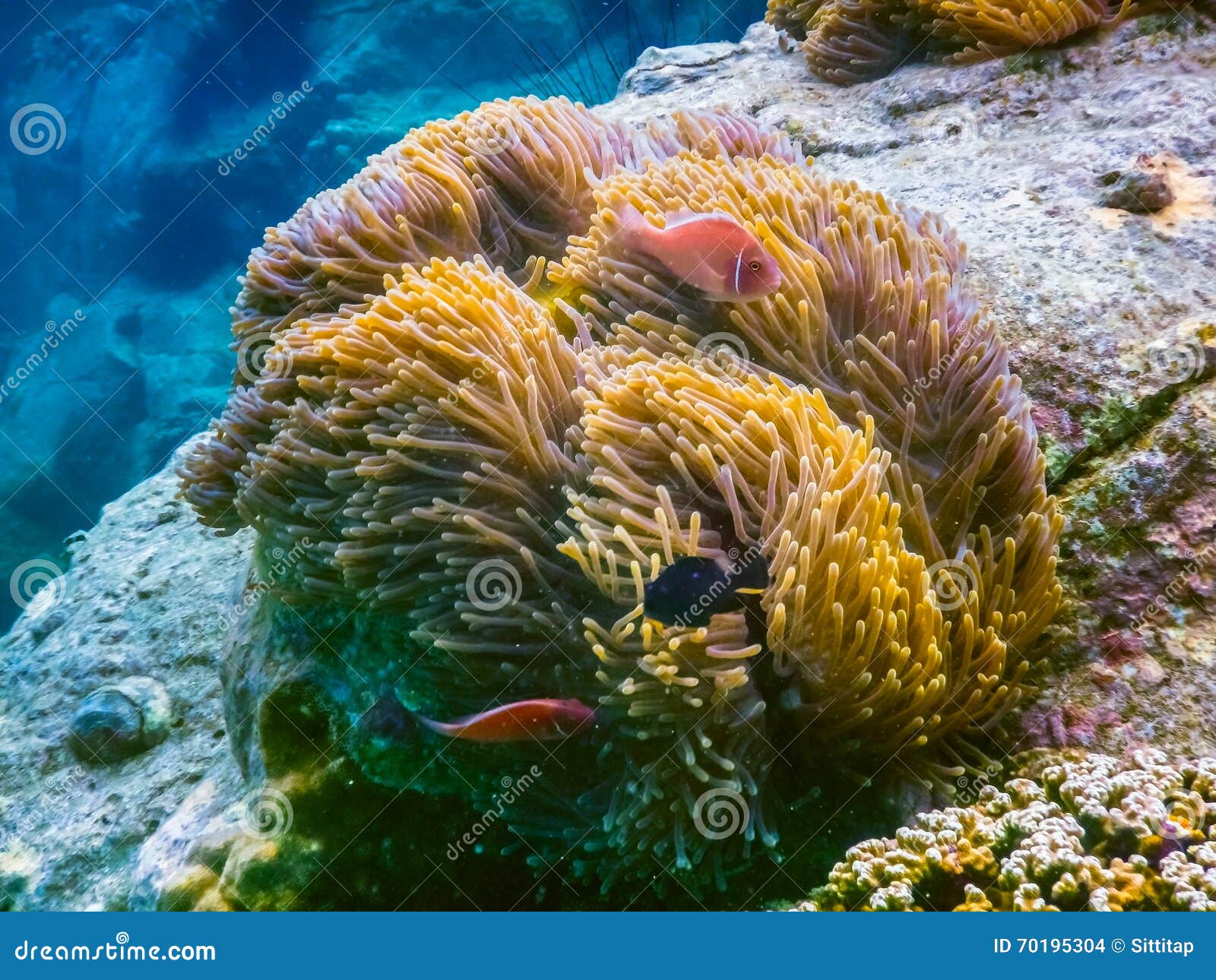 Tropical Coral Reef in Thailand Stock Photo - Image of beauty, colorful ...