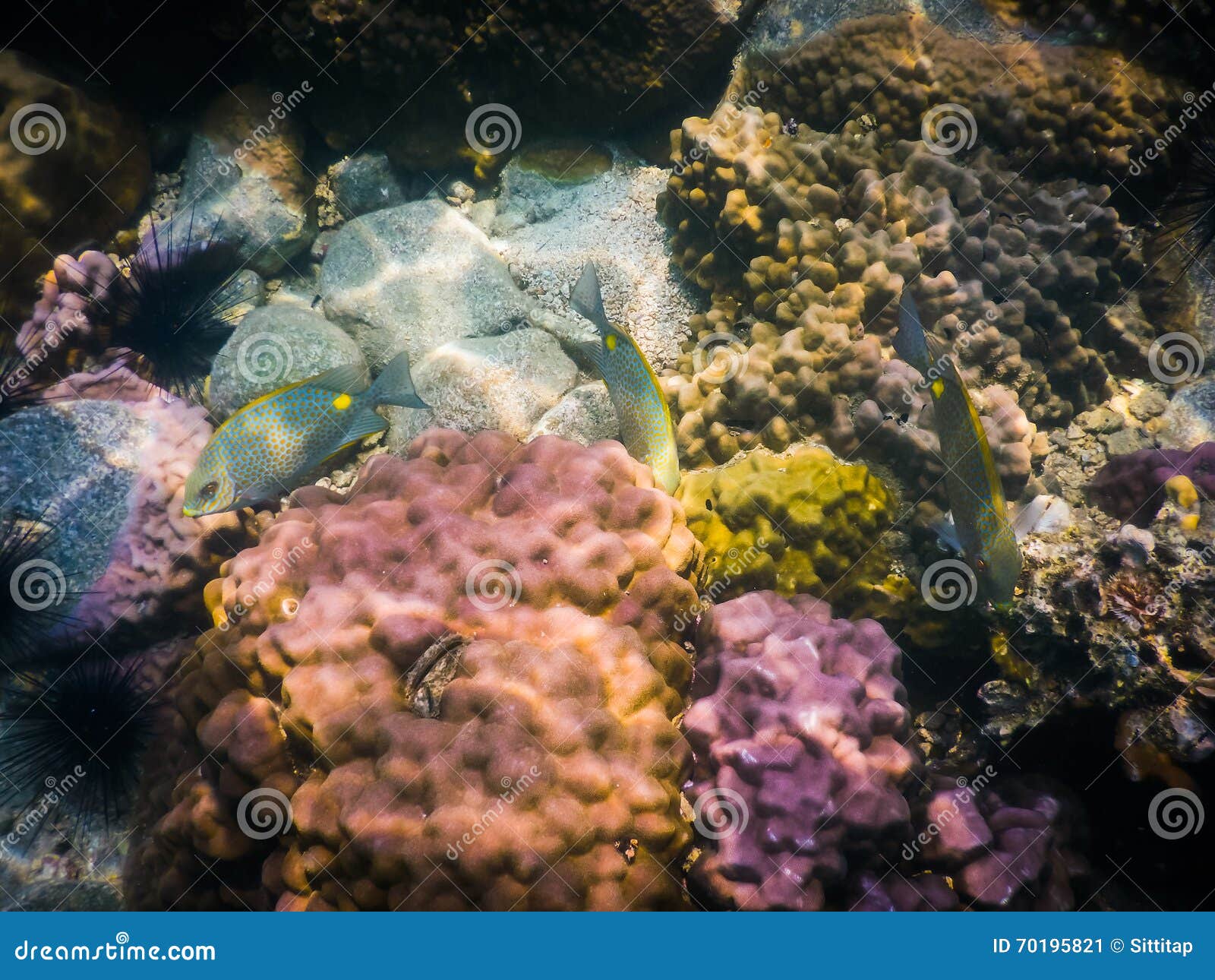 Tropical Coral Reef in Thailand Stock Image - Image of underwater, asia ...